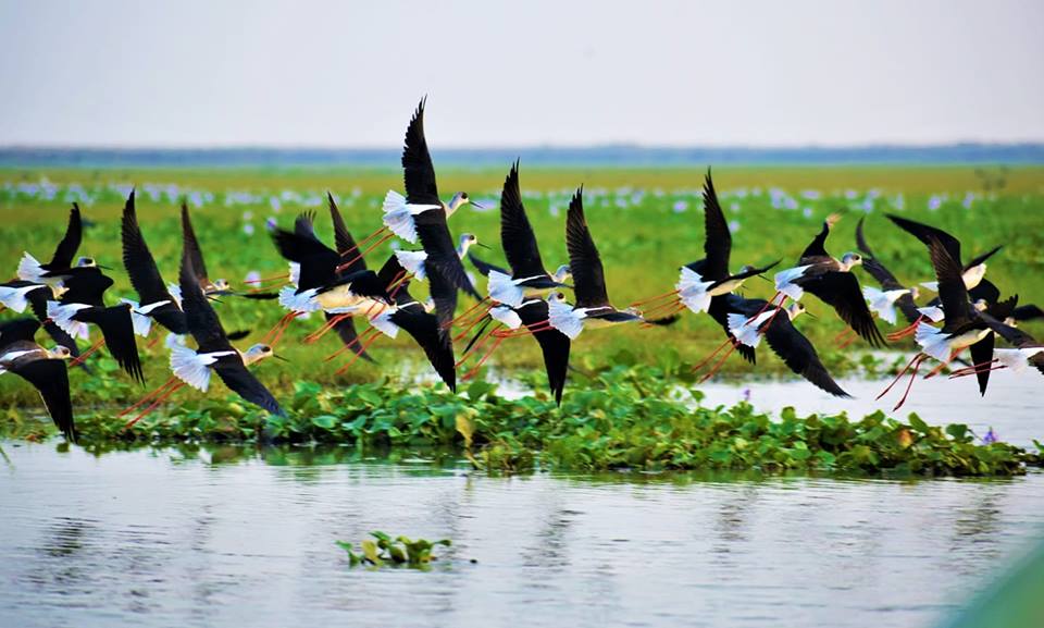 Mangalajodi Bird Sanctuary | Daringbadi Tour Package | Daringbadi Tour